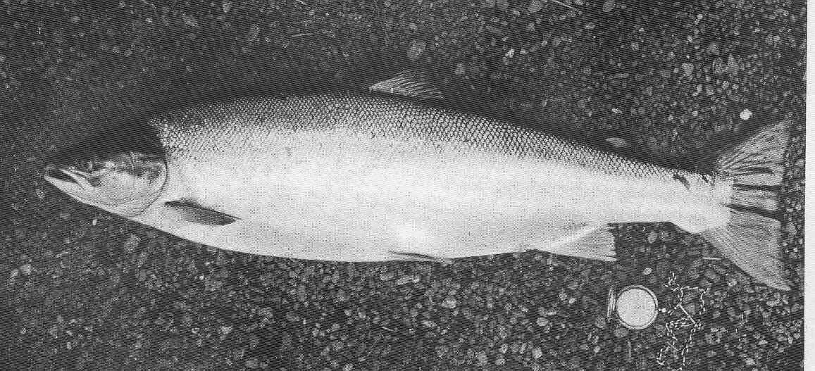 100 Years of Kokanee: A History of Kokanee Salmon in Utah - Kokanee Fishing