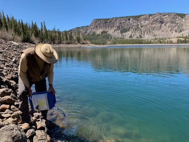 Utah Fish and Wildlife Stock Kokanee Salmon in Boulder Mountains Blind ...
