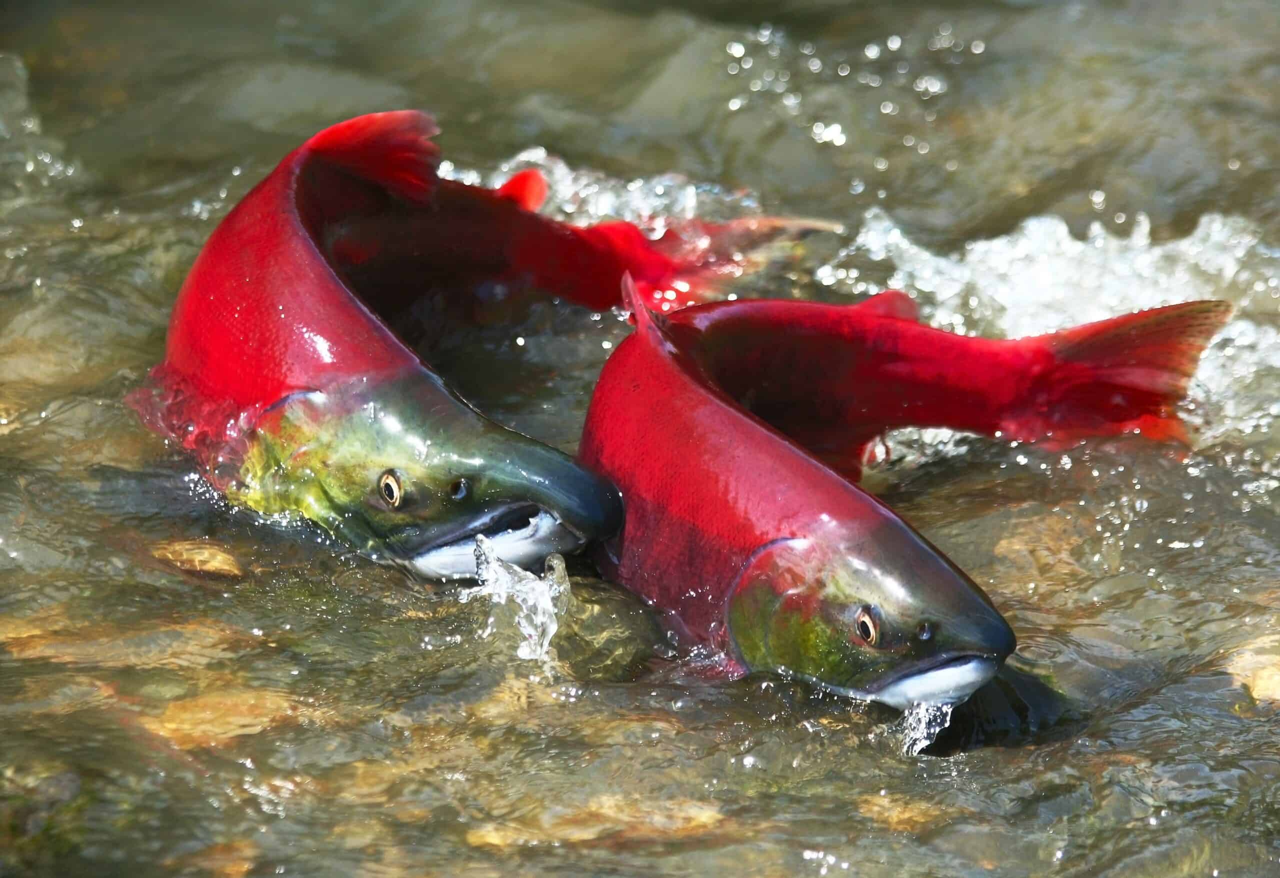 Kokanee Salmon Run and Festival at Lake Tahoe - Kokanee Fishing